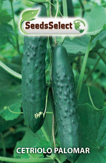 Cetriolo Palomar – Seeds Select Pro