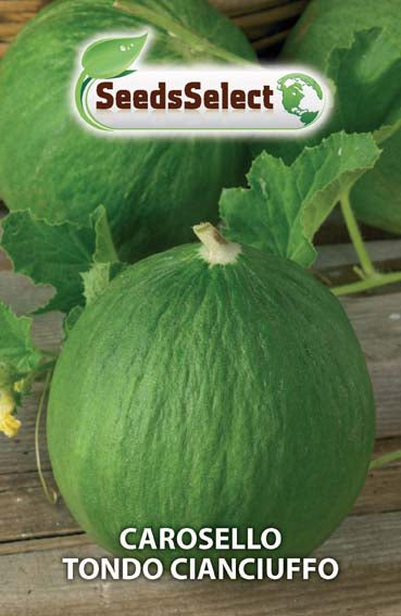 Carosello Tondo Cianciuffo – Seeds Select Pro