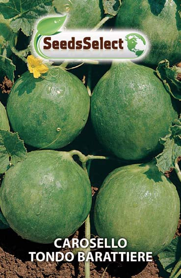 Carosello Tondo Barattiere – Seeds Select Pro