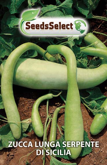 Zucca Lunga Serpente di Sicilia – Seeds Select Pro